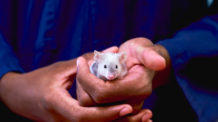 Level 1 Land-based Studies (16 to 18)